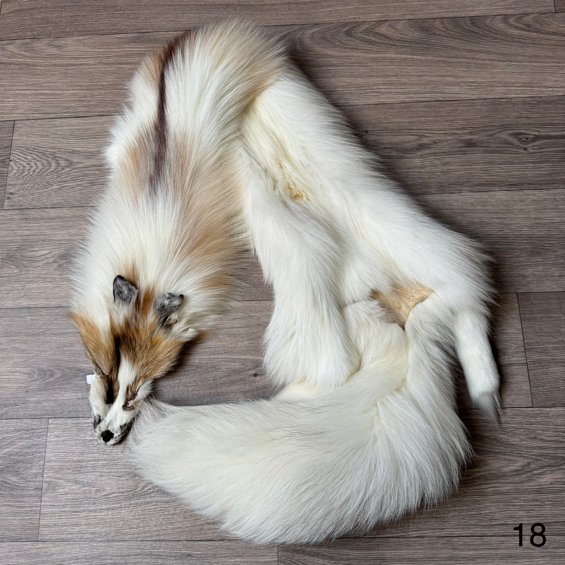 Sun Glow fox pelt (18) – Orange Lion Creations