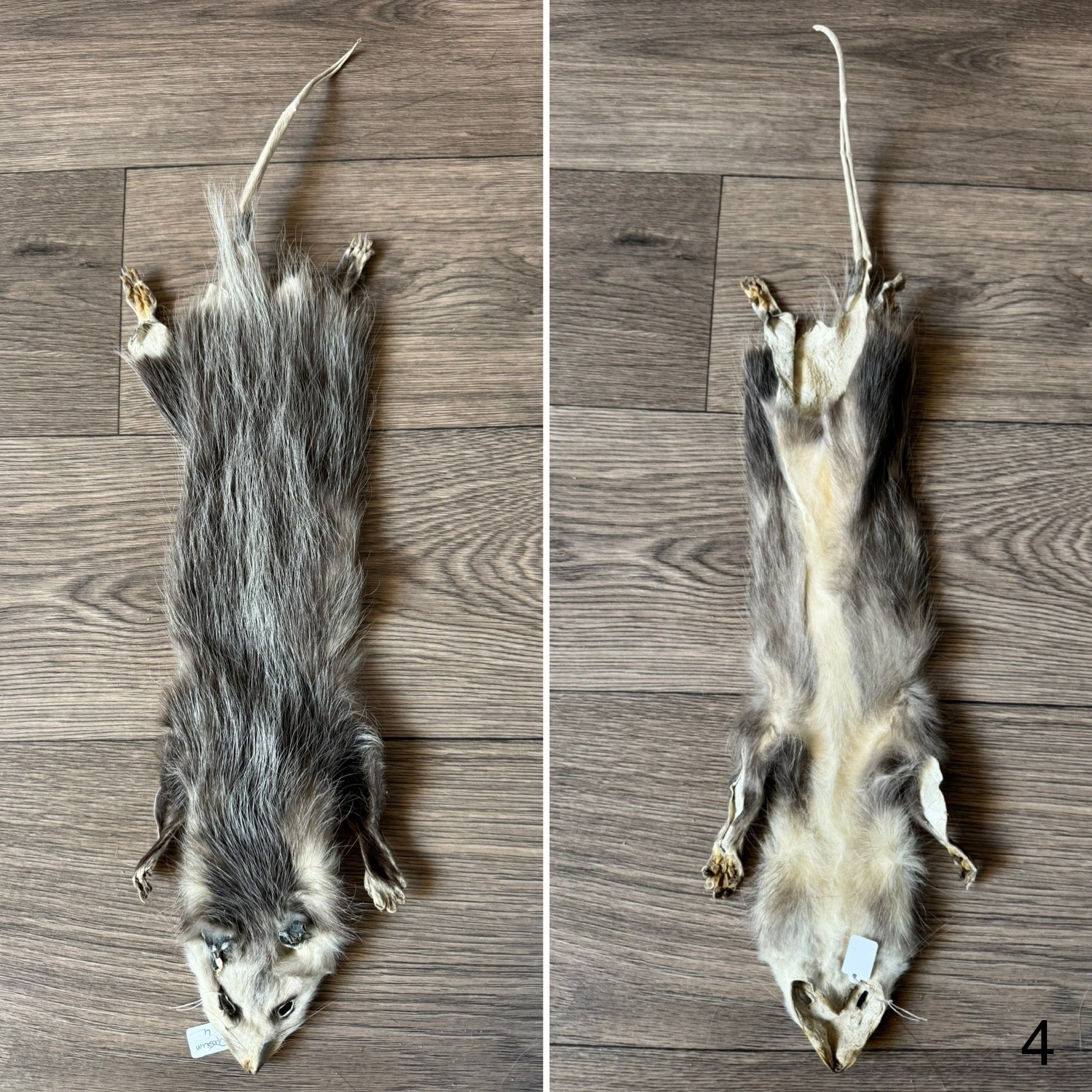 Male opossum complete pelt (4) – Orange Lion Creations