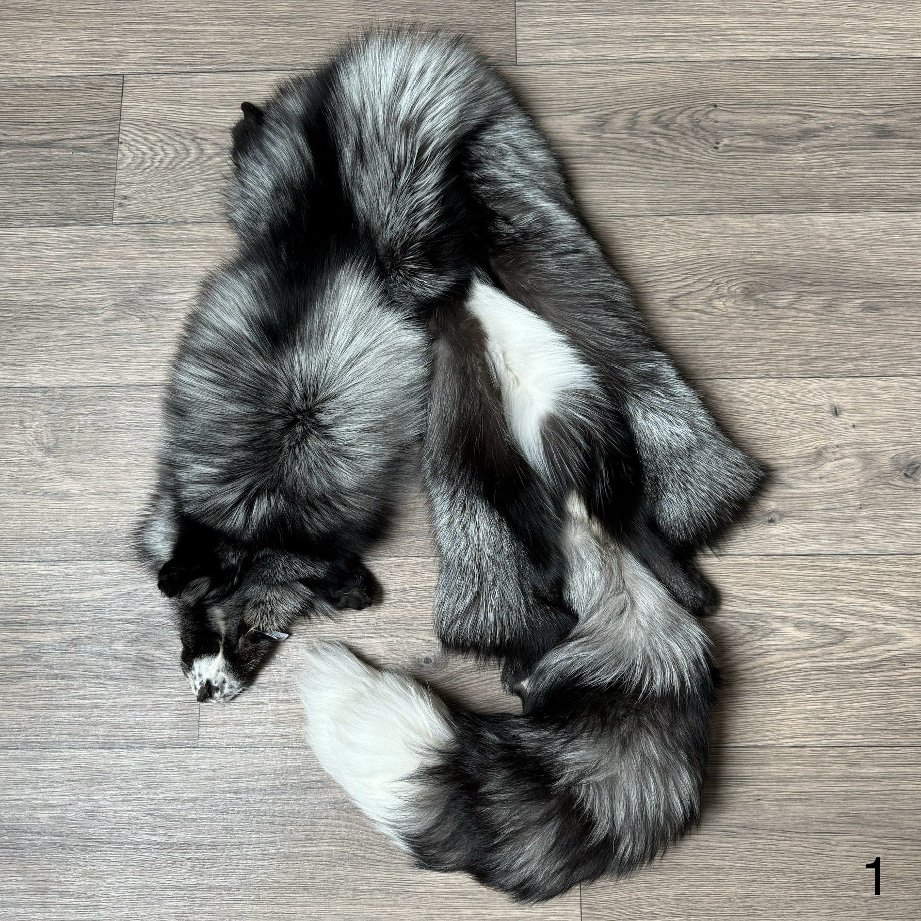 Silver Ringneck fox pelt (1) – Orange Lion Creations