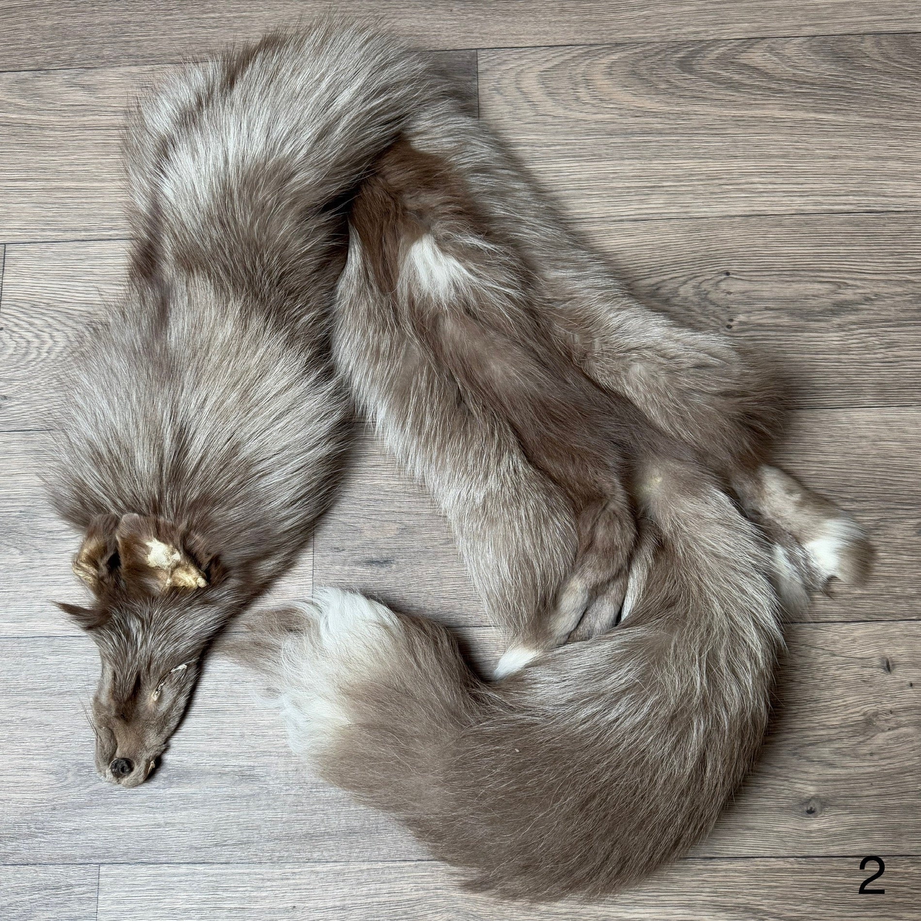Fawn Glow fox pelt (2) – Orange Lion Creations