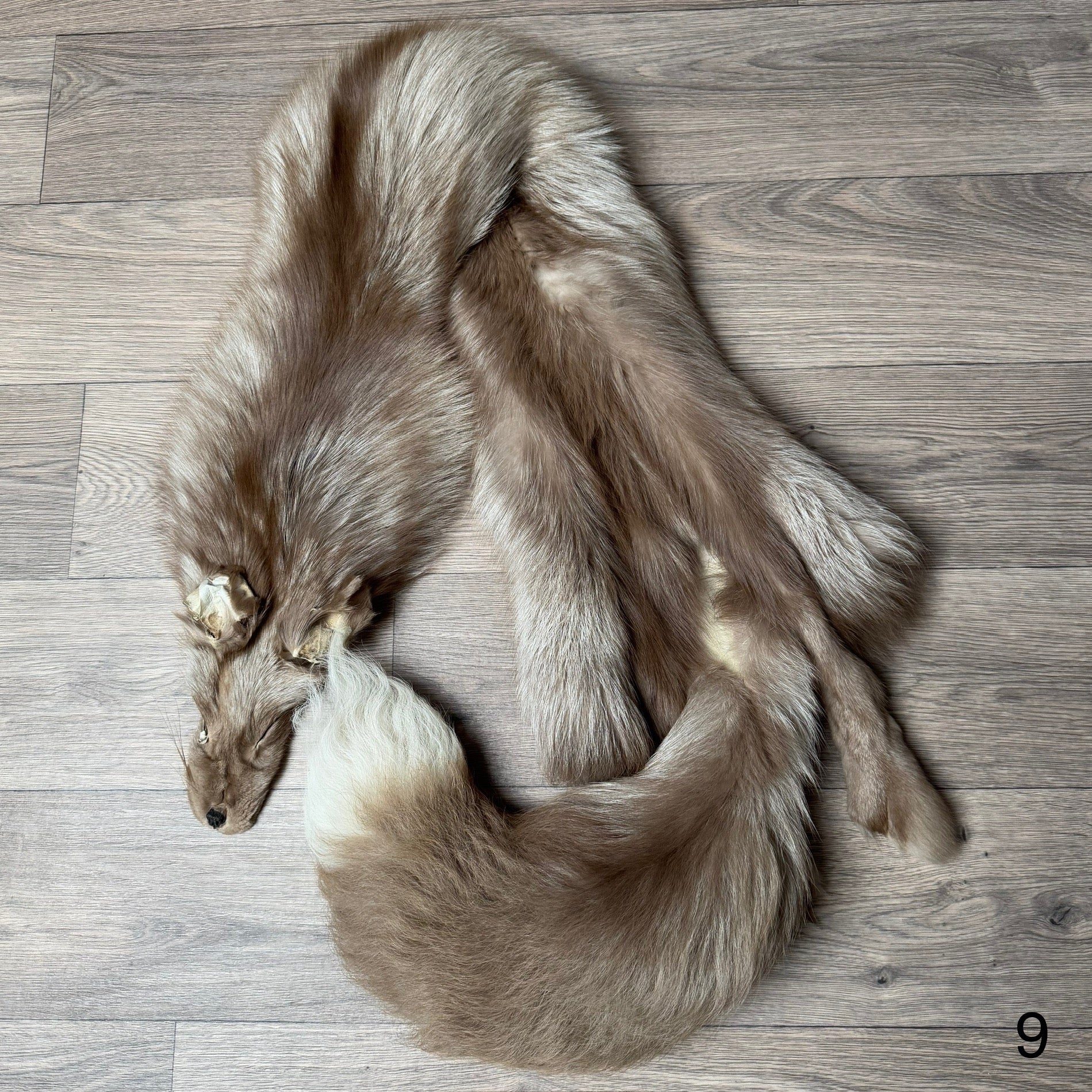 Fawn Glow fox pelt (9) – Orange Lion Creations