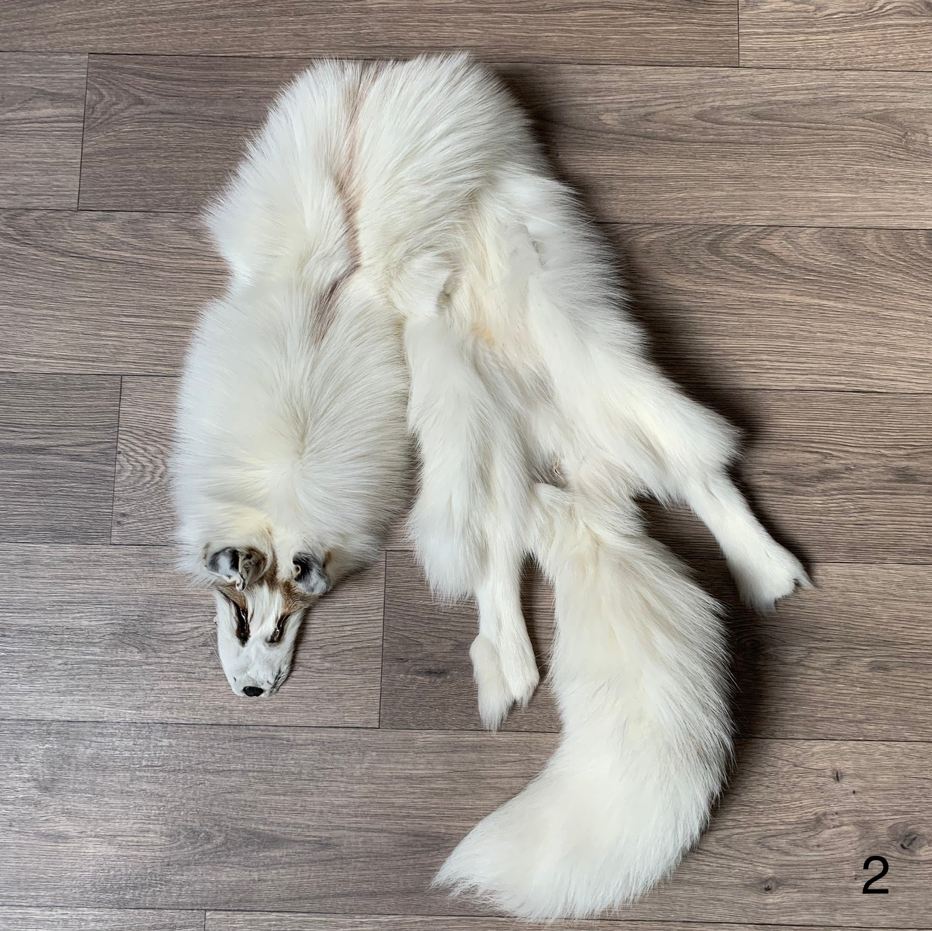 Sun Glow fox pelt (2) – Orange Lion Creations