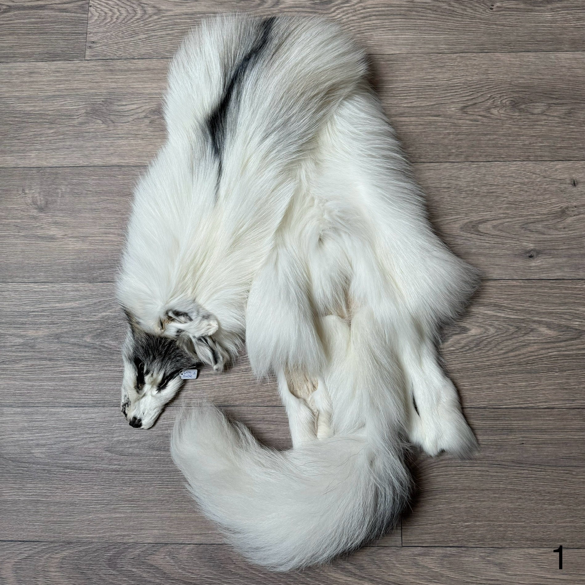 Cross Marble fox pelt (1) – Orange Lion Fur & Taxidermy