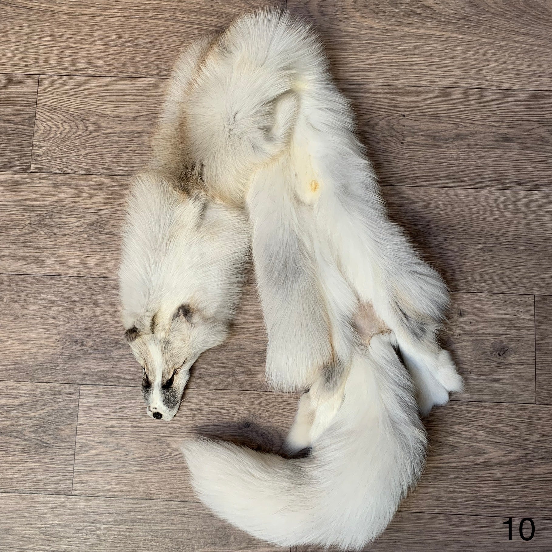 Shadow Golden Island fox pelt (10) – Orange Lion Creations
