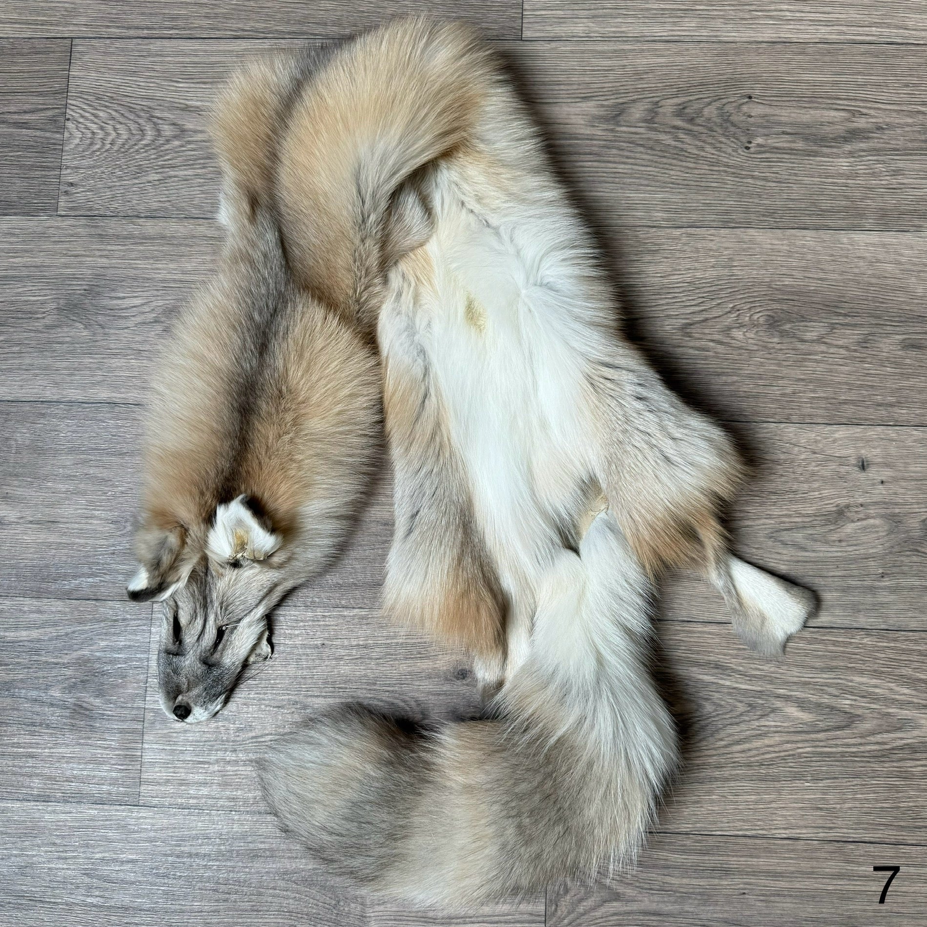 Gold Sapphire fox pelt (7) – Orange Lion Creations