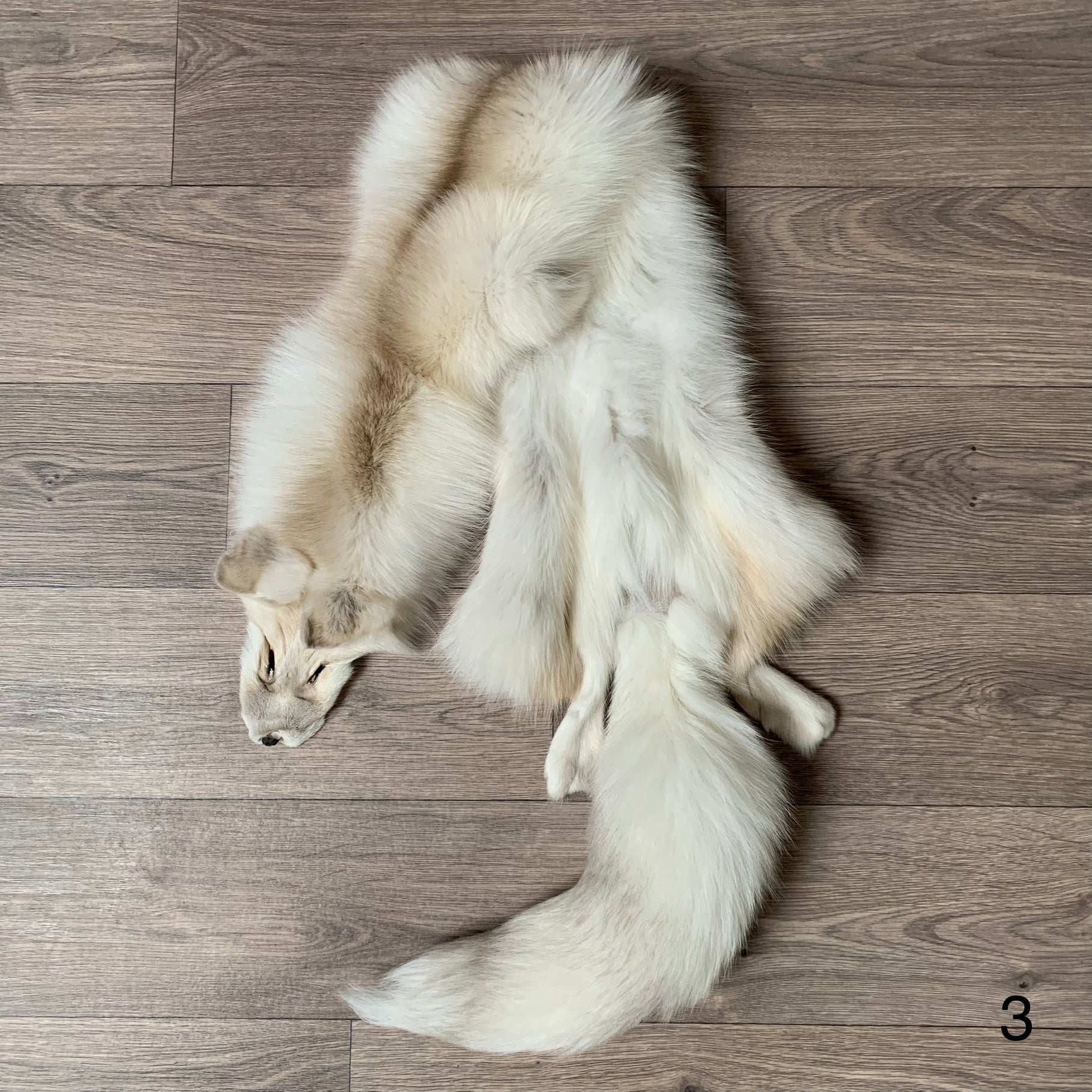 Apricot Frost fox pelt (3) – Orange Lion Creations