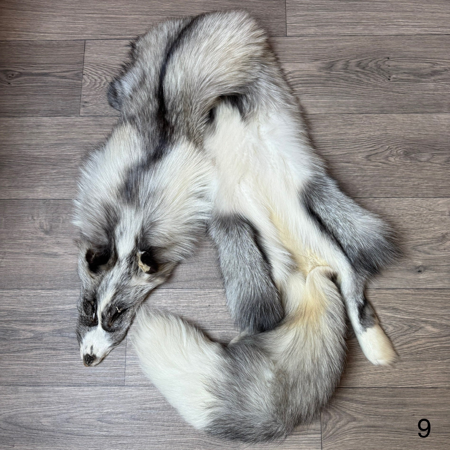 Cross Platinum fox pelt (9) – Orange Lion Fur & Taxidermy